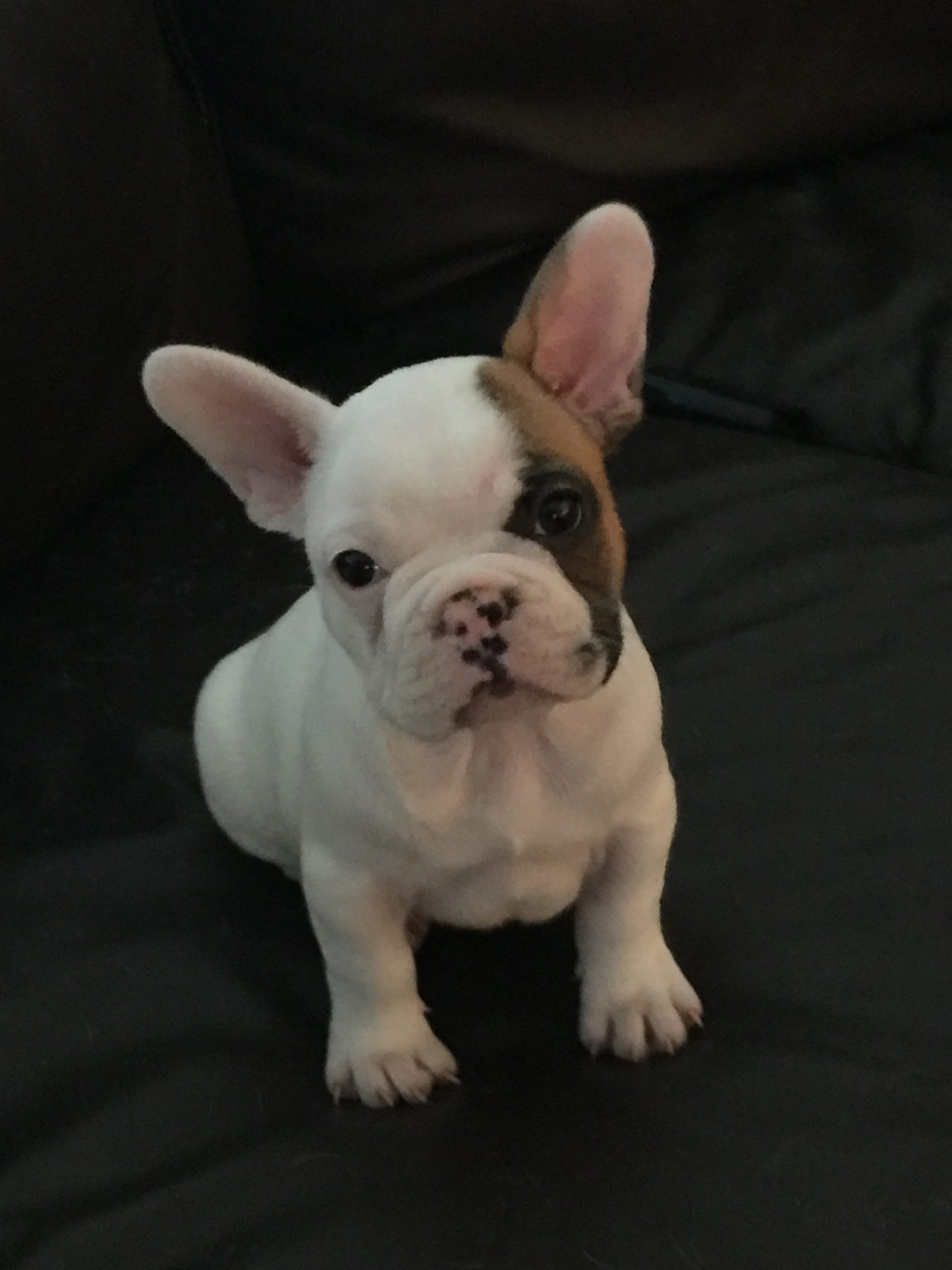 Purebred French Bulldog Breeder in Florida﻿ - Best Friend Frenchies