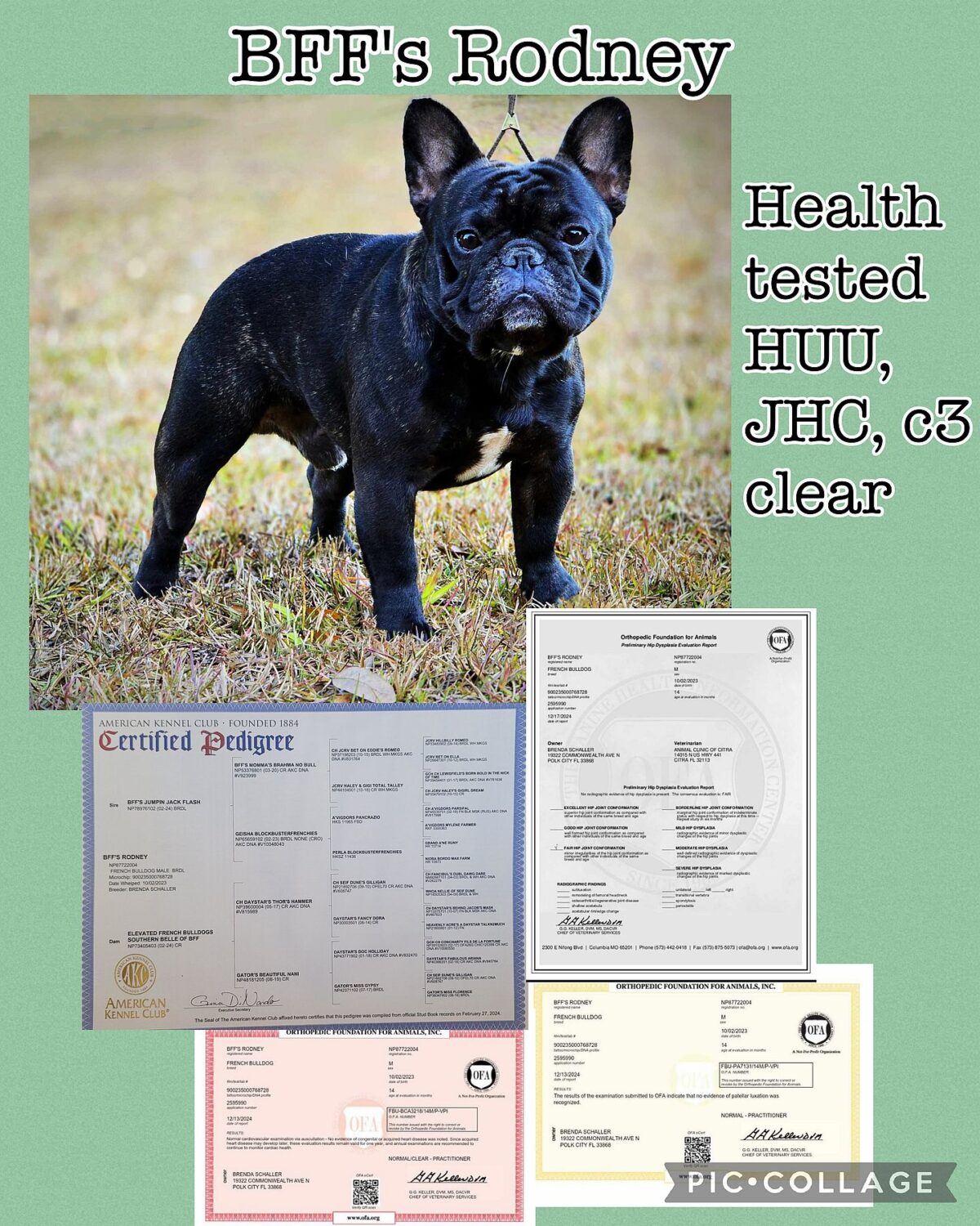 Males of Best Friend Frenchies - Best Friend Frenchies